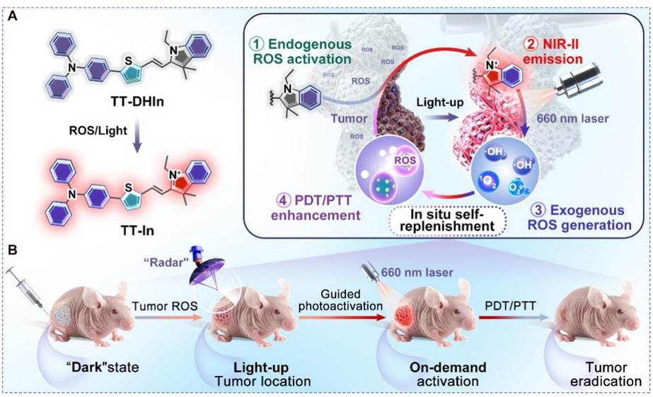 陈晓辉团队开发一种ROS和光级联激活的NIR-II AIE探针用于肿瘤诊疗的新策略-医学技术学院